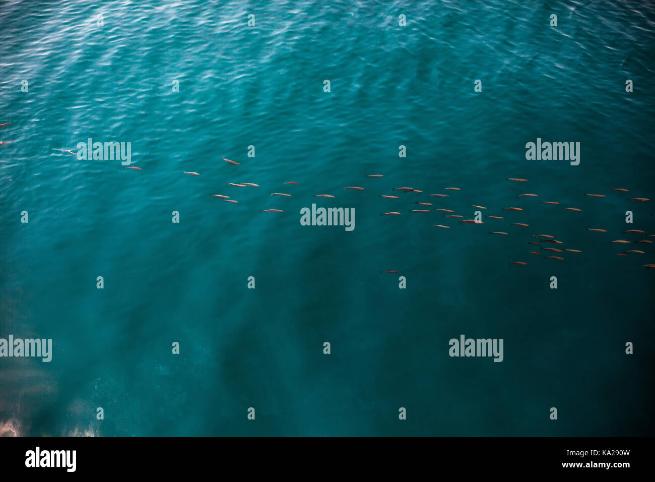 Flock of small sea fish in the water Stock Photo - Alamy