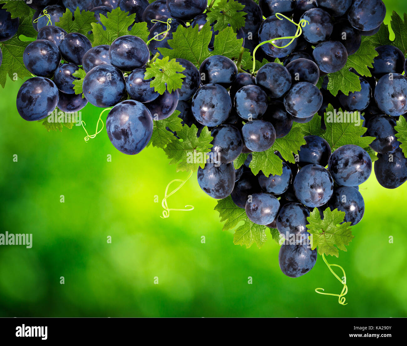 Garden grape vine hi-res stock photography and images - Alamy