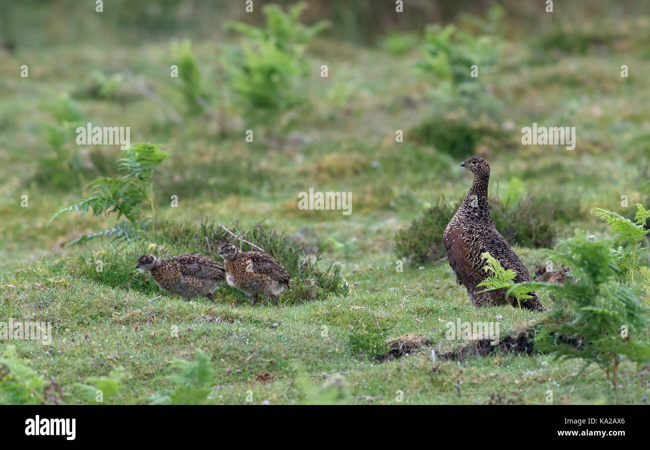 Adult and young grouse hi-res stock photography and images - Alamy