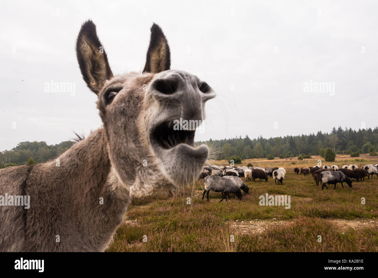 Donkey protects sheep herd from wolf Stock Photo - Alamy