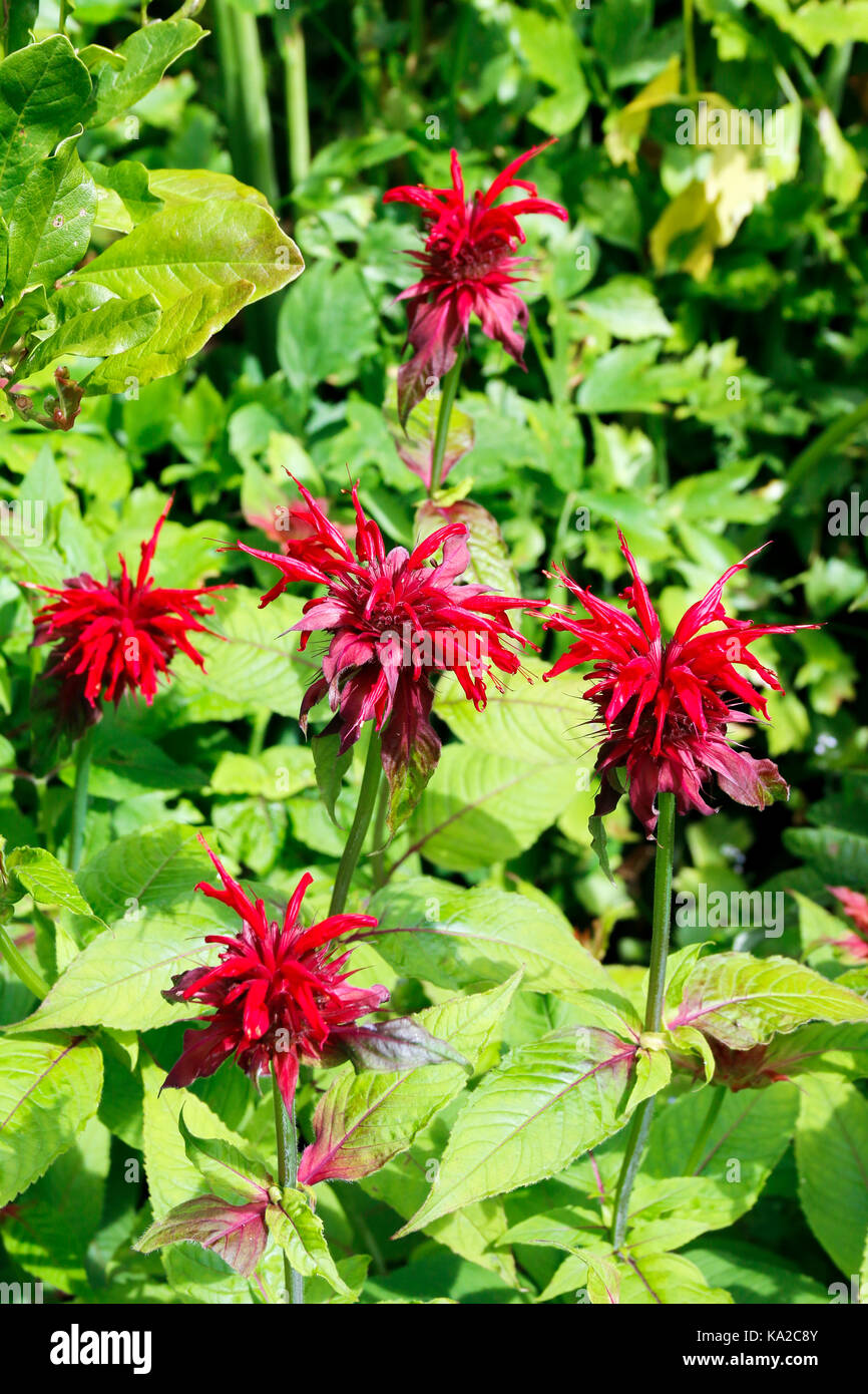 Scarlet red flowers of Monarda Didyma (Bee Balm Stock Photo - Alamy
