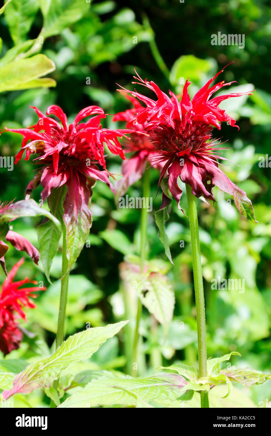 Scarlet red flowers of Monarda Didyma (Bee Balm Stock Photo - Alamy