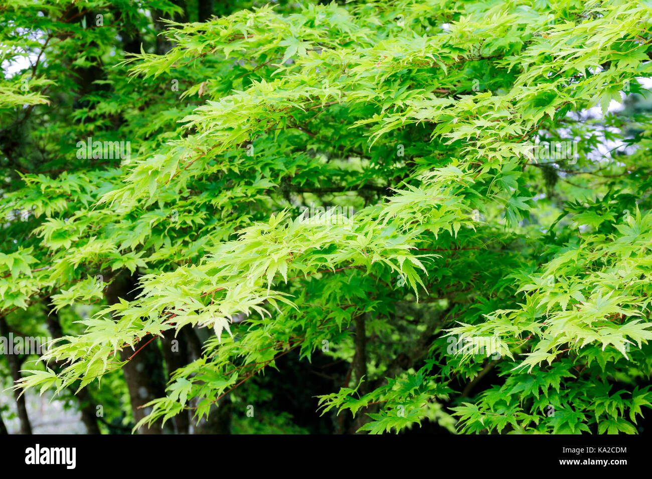 Green spring foliage of Acer Palmatum Senkaki (Coral Bark Maple Stock ...