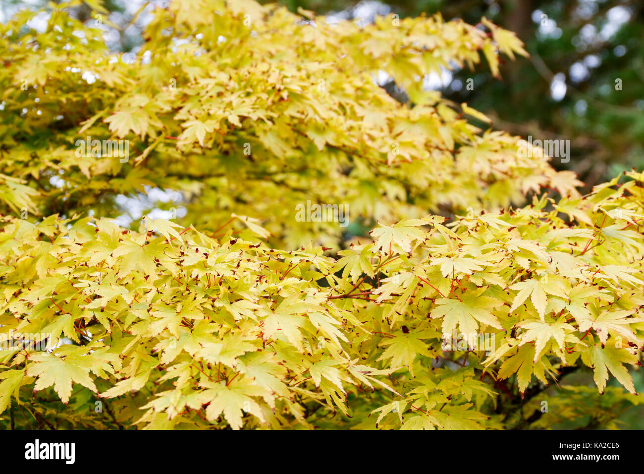 Acer palmatum senkaki hi-res stock photography and images - Alamy