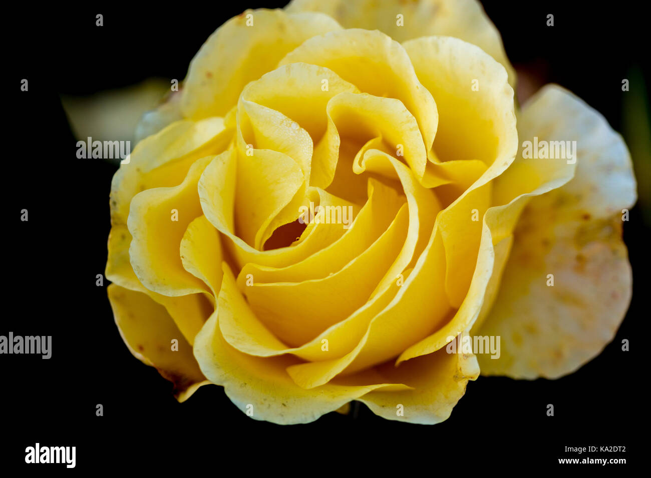 Close up of Rose flower in the Bowes-Lyon Rose Garden at RHS Wisley ...