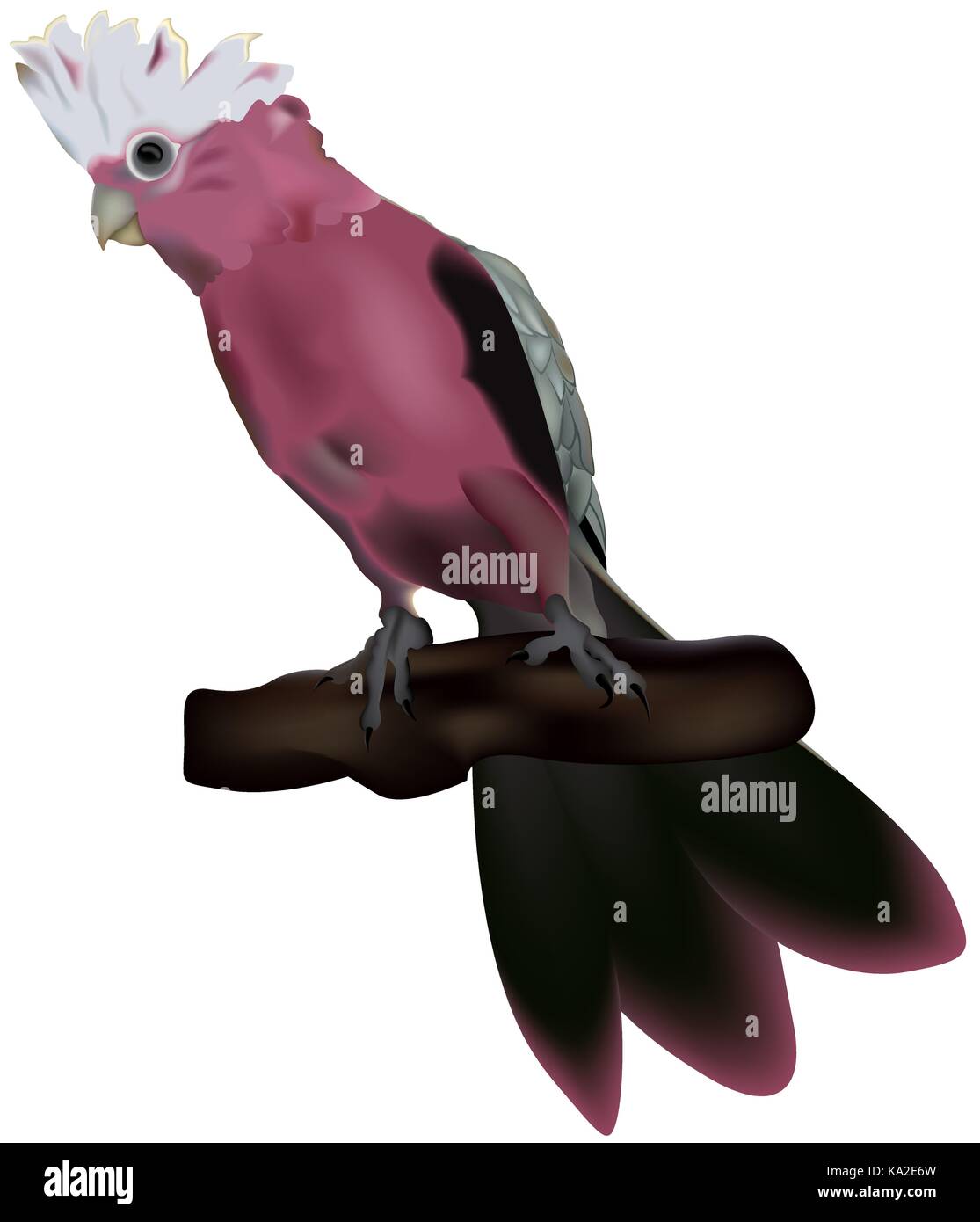 Galah wings Cut Out Stock Images & Pictures - Alamy