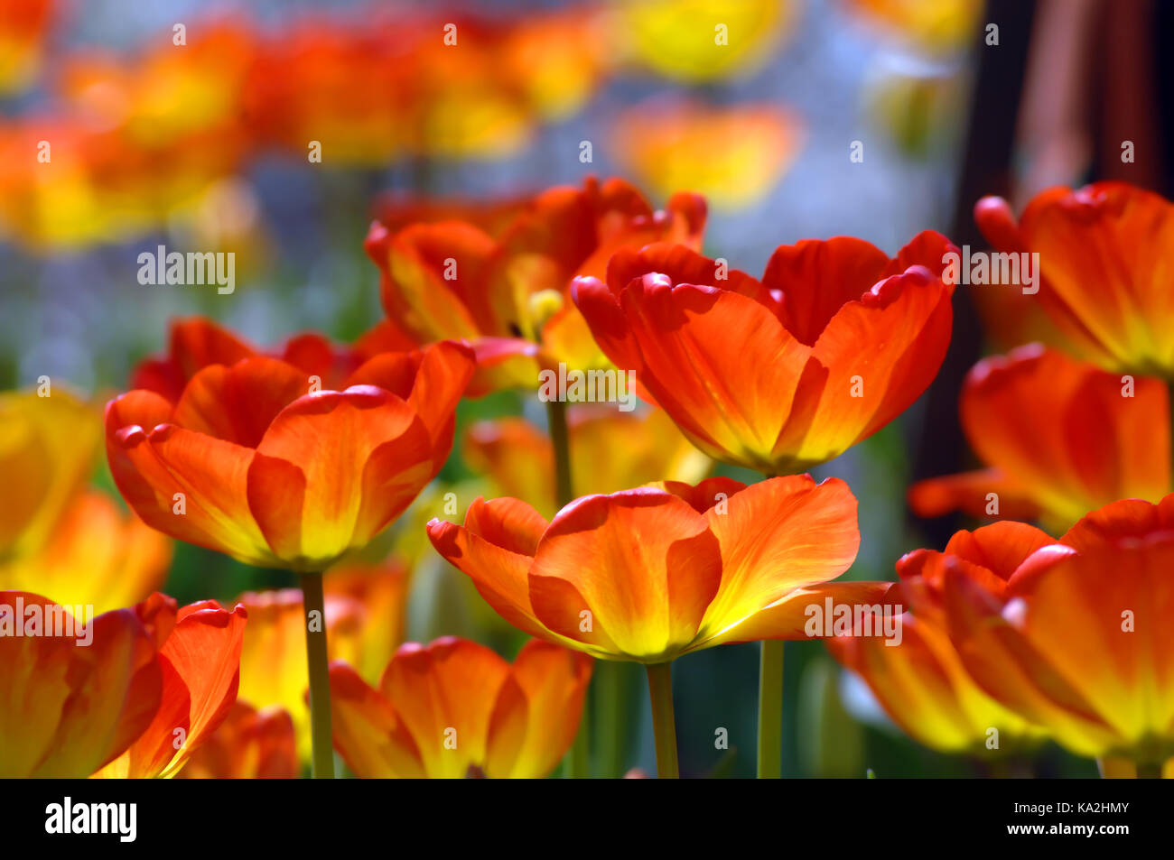 Garvins Woodland Garden in Hot Springs, Arkansas glows with Spring ...