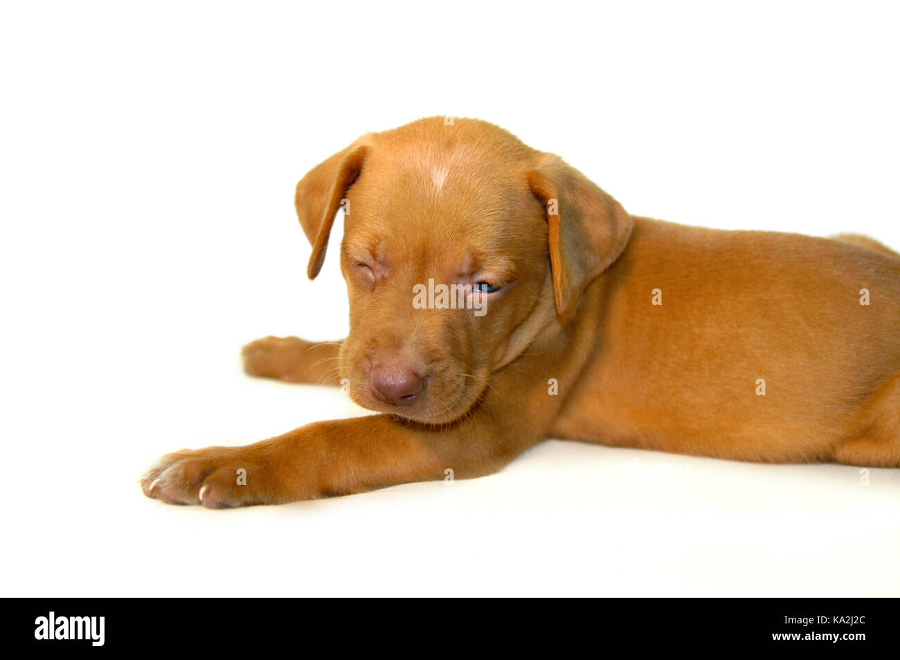 Small, Golden Labrador Retriever, puppy winks for the camera. He is ...