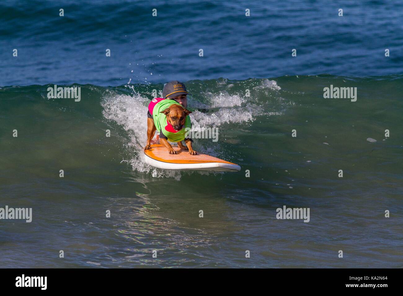 Rhodesian ridgeback mix hi-res stock photography and images - Alamy