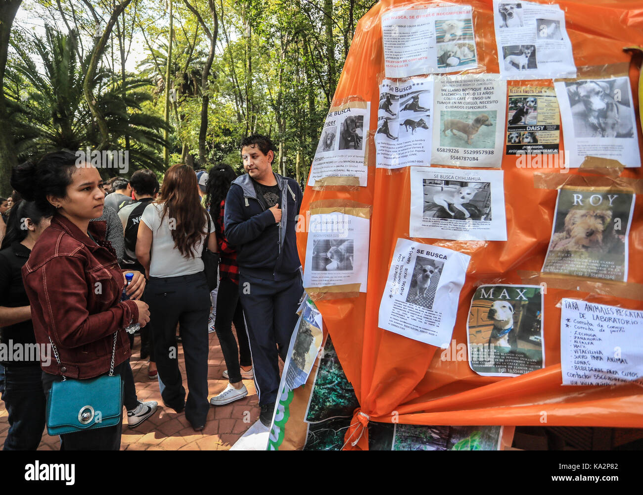 This morning in Mexico Park began with the adoption of stray dogs due ...