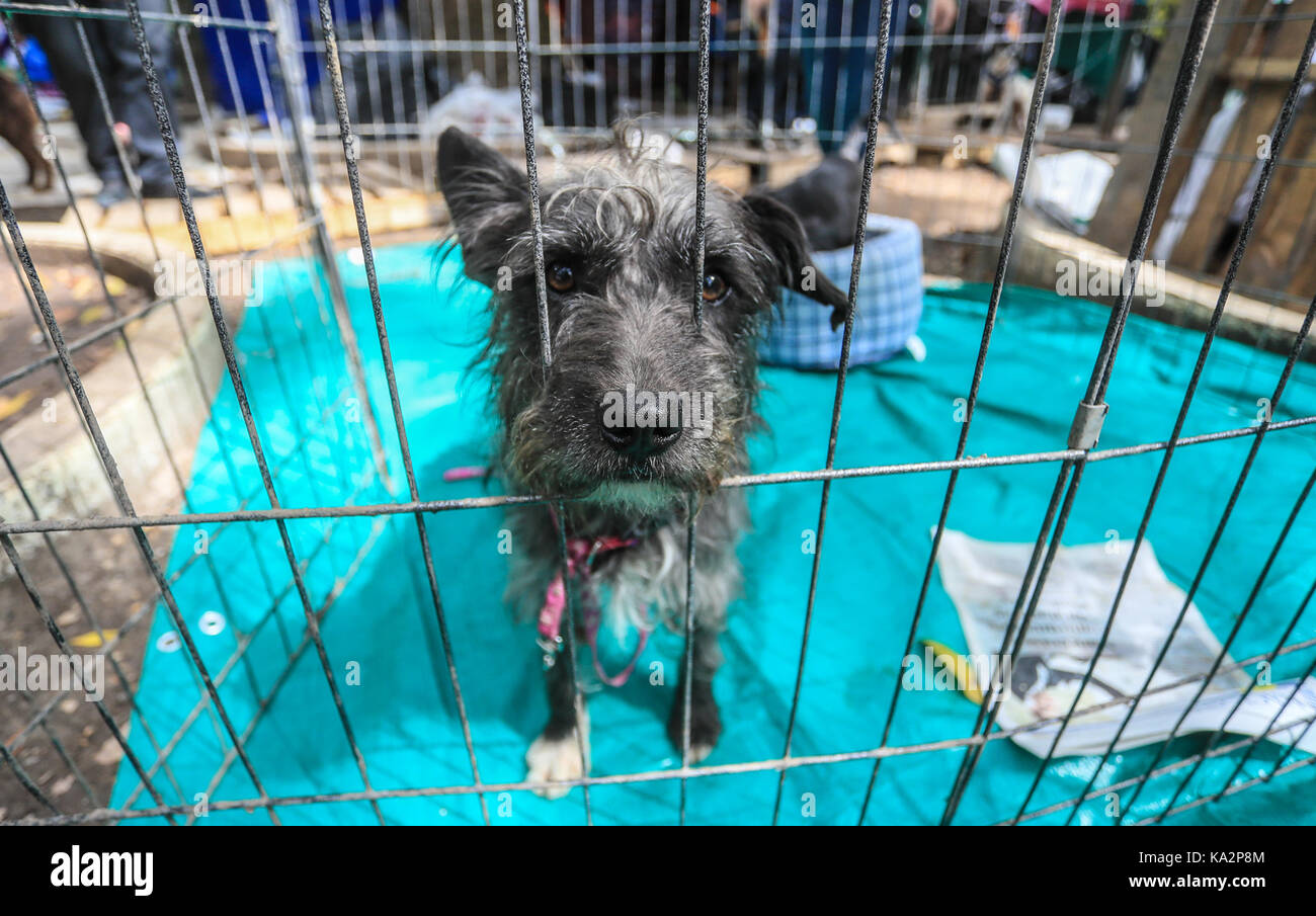 This morning in Mexico Park began with the adoption of stray dogs due ...