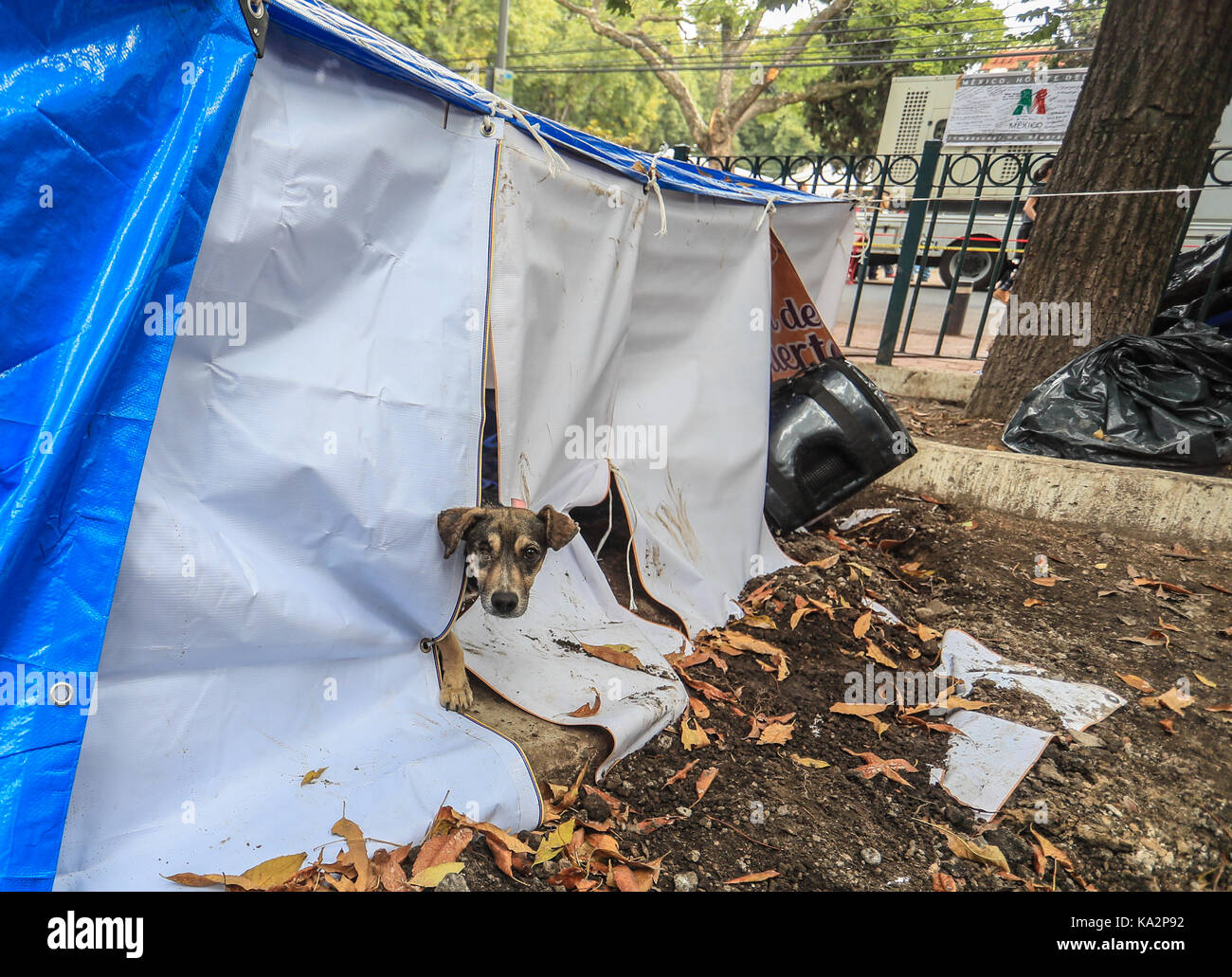 This morning in Mexico Park began with the adoption of stray dogs due ...