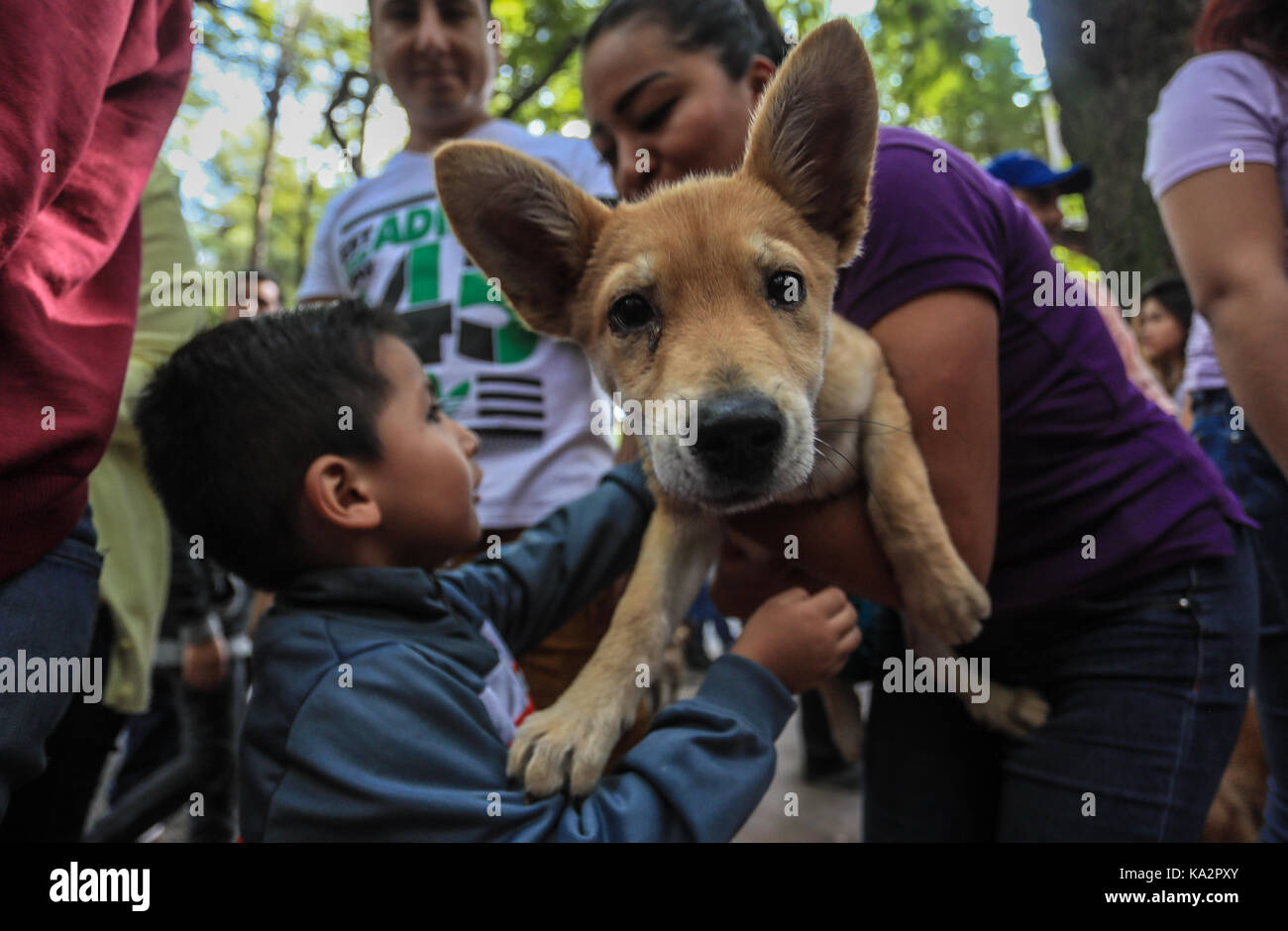 This morning in Mexico Park began with the adoption of stray dogs due ...