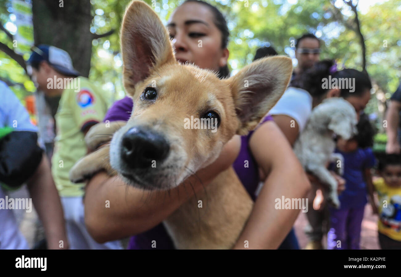 This morning in Mexico Park began with the adoption of stray dogs due ...