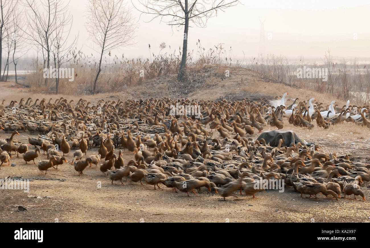 Zhaoyuan, Zhaoyuan, China. 25th Sep, 2017. Zhaoyuan, CHINA-25th ...