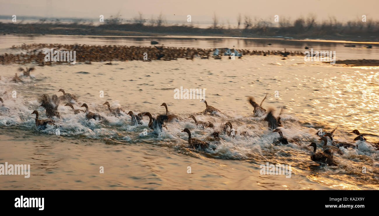 Zhaoyuan, Zhaoyuan, China. 25th Sep, 2017. Zhaoyuan, CHINA-25th ...