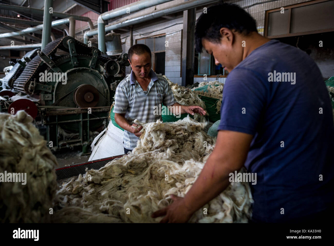 Wool processing hi-res stock photography and images - Alamy