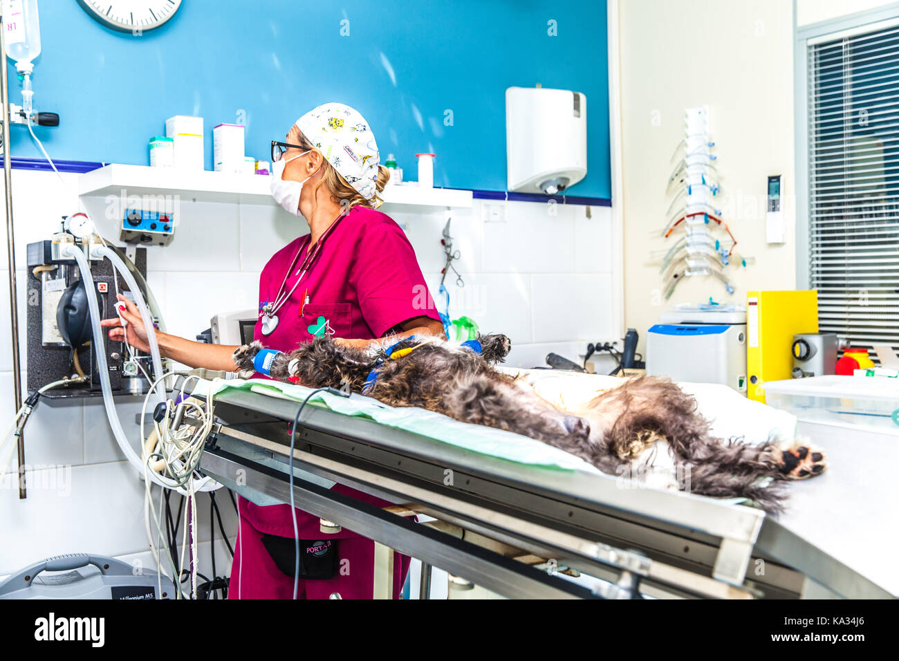 vet working in an operating theater Stock Photo - Alamy