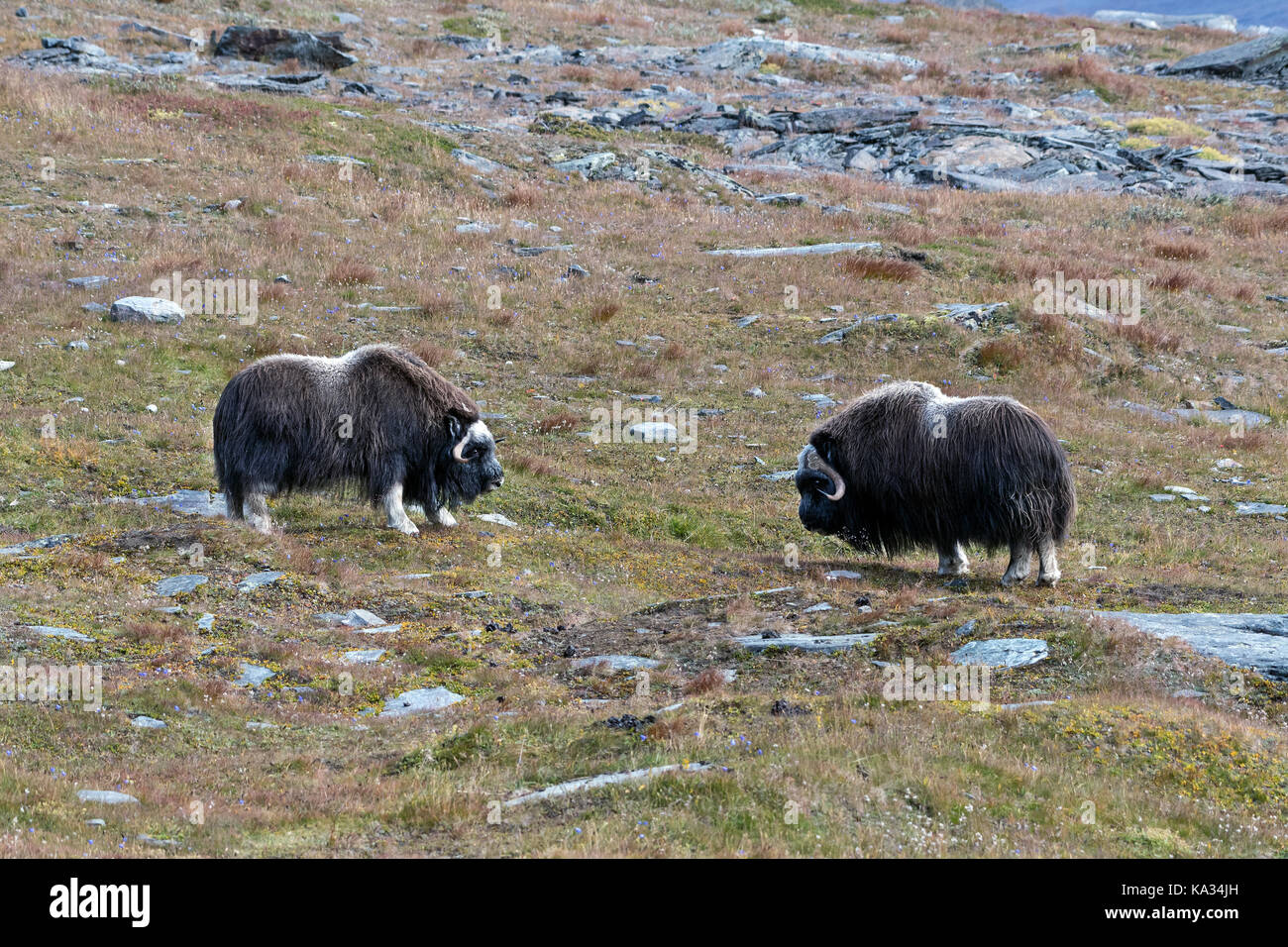 Ovibos moschatus, Muskoxen Stock Photo - Alamy