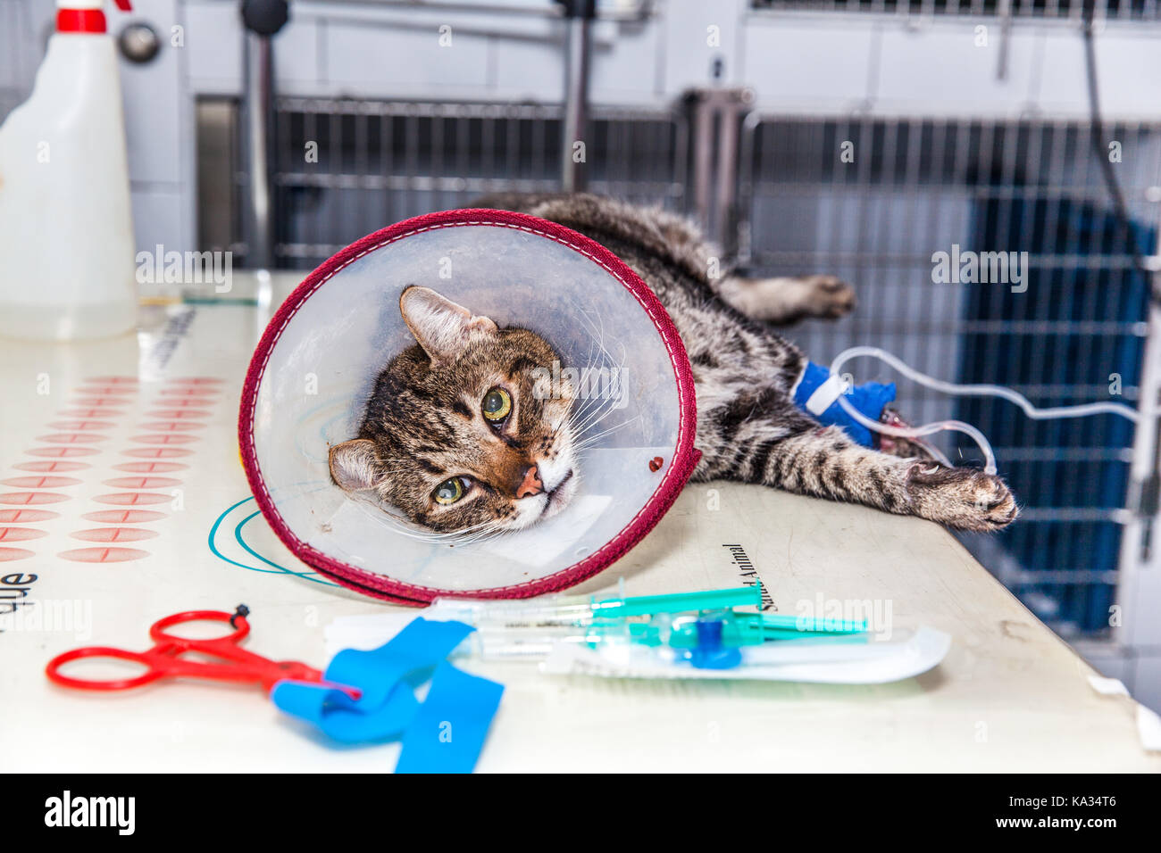 cat at the vet´s undergoing surgery Stock Photo - Alamy