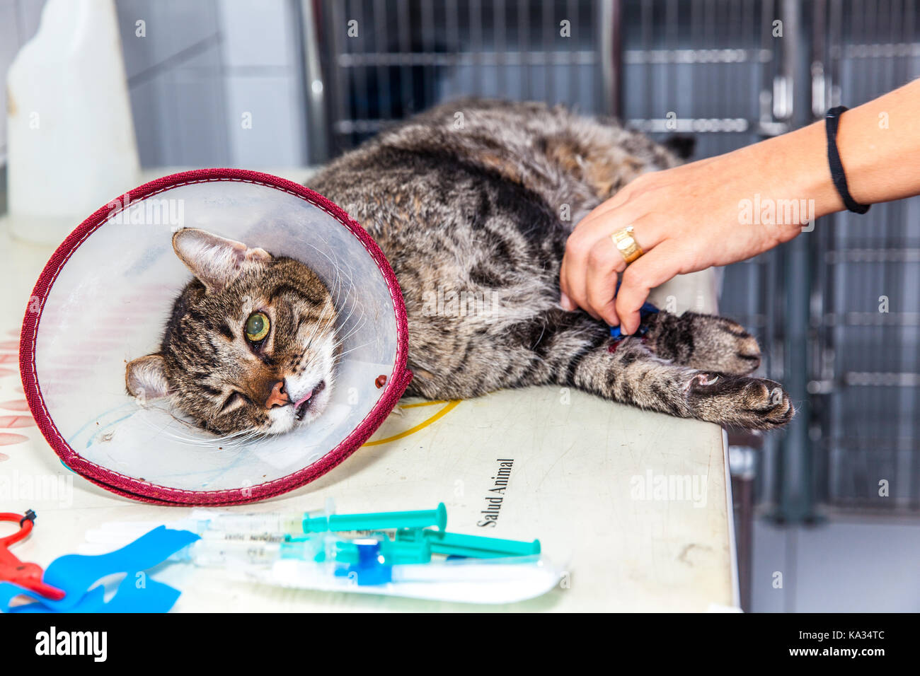 cat at the vet´s undergoing surgery Stock Photo - Alamy