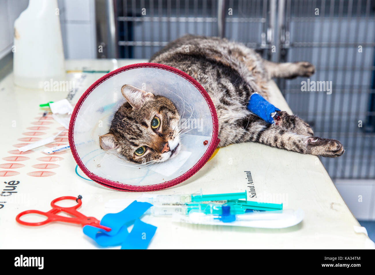 cat at the vet´s undergoing surgery Stock Photo - Alamy