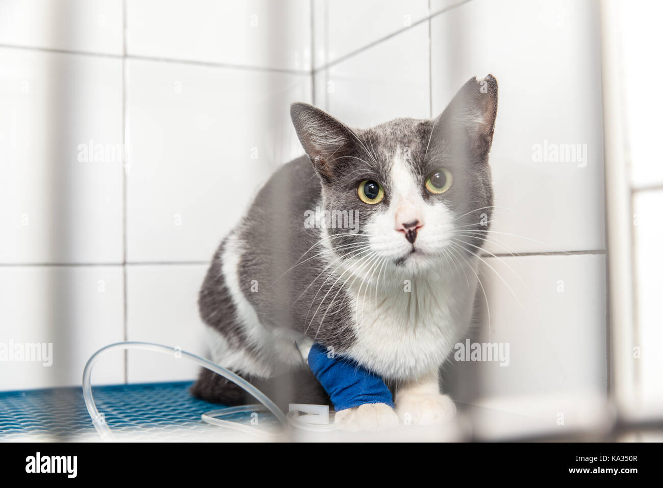 Professional vet clinician checking hi-res stock photography and images ...