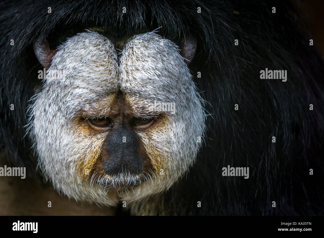Pensive Saki Monkey Stock Photo - Alamy