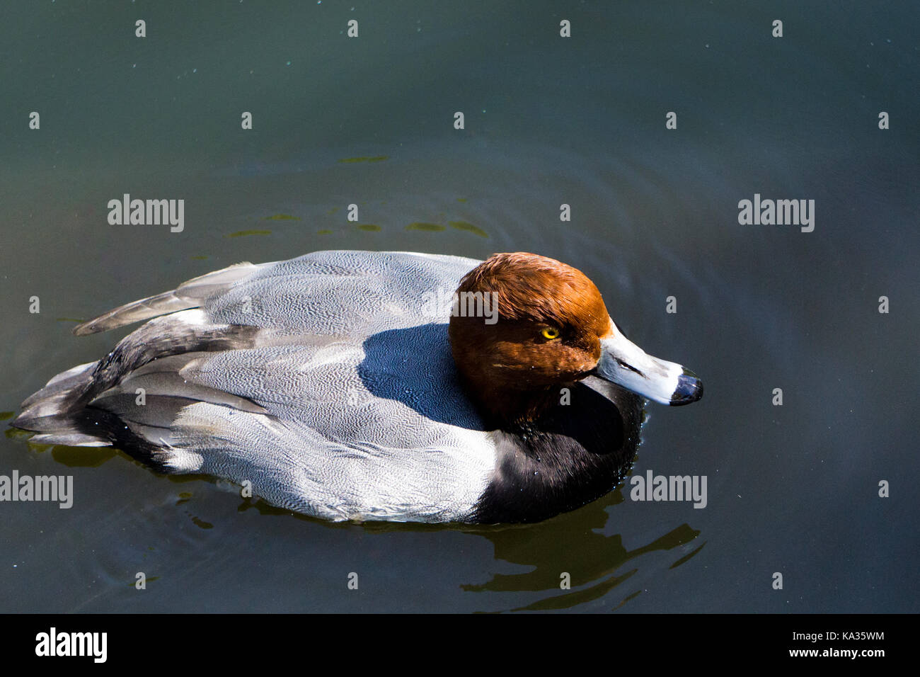 Redhead duck hi-res stock photography and images - Alamy