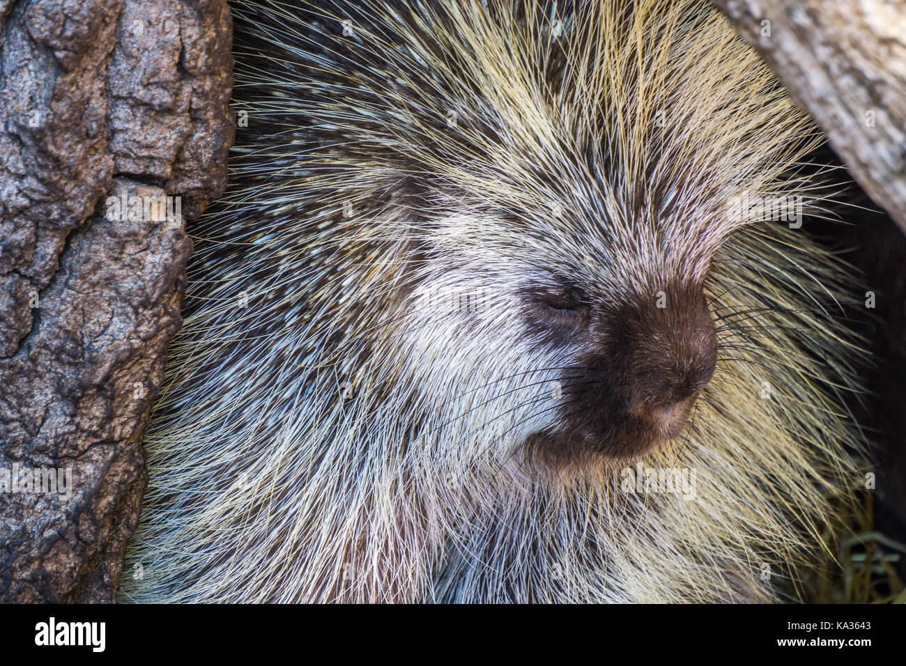 Porcupine hiding in log Stock Photo - Alamy
