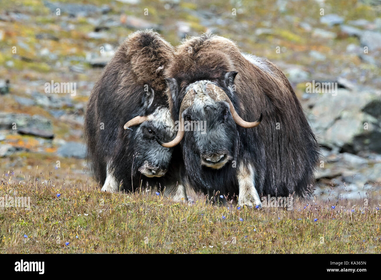 Ovibos moschatus, Muskoxen Stock Photo - Alamy