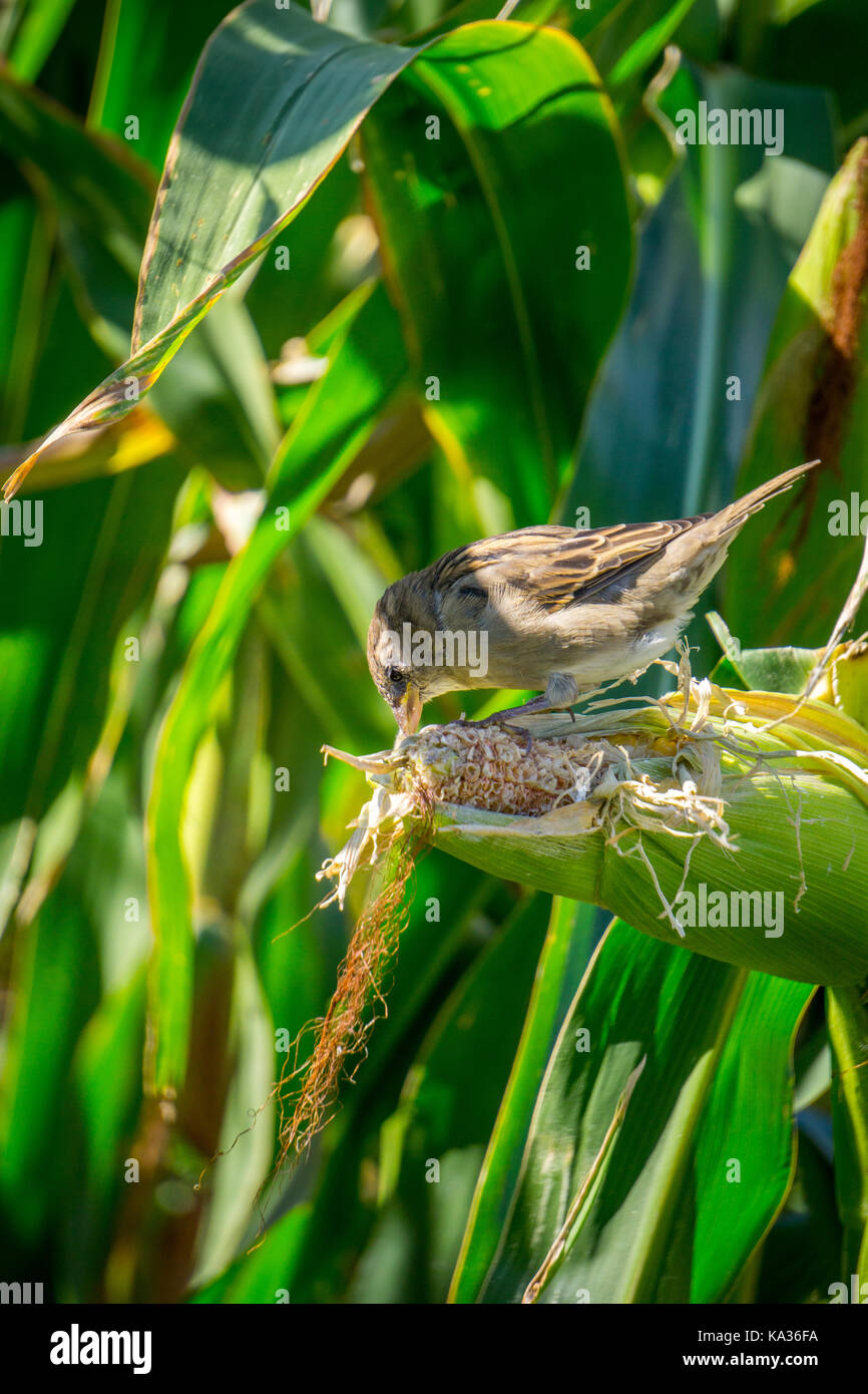 Small bird feeding on corn Stock Photo - Alamy