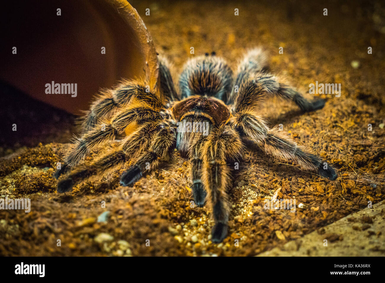 Tarantula body hi-res stock photography and images - Alamy