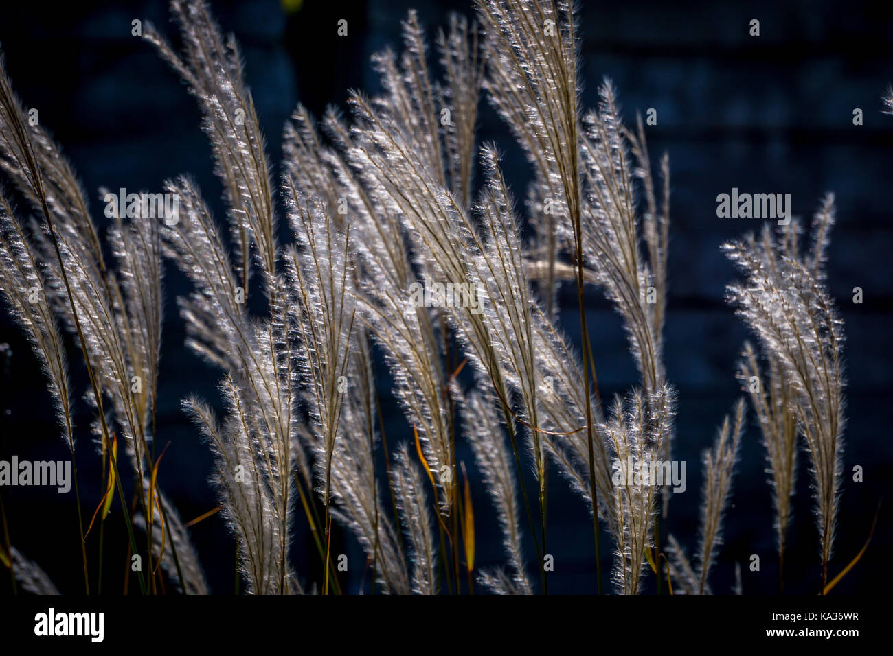 Grass blowing in the wind Stock Photo - Alamy