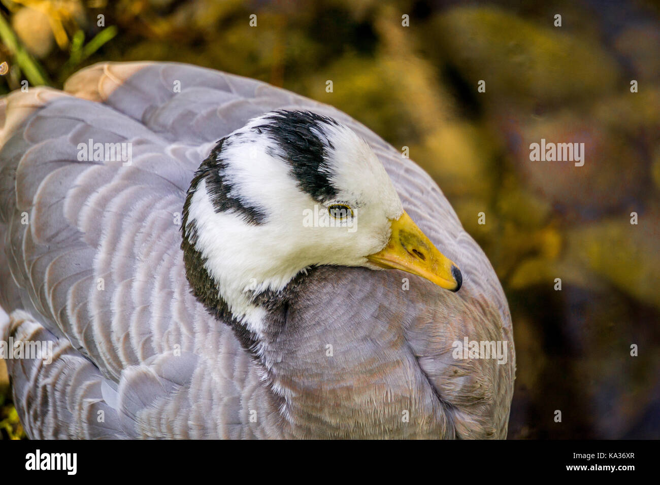 Grey white and black duck Bar headed goose Stock Photo - Alamy