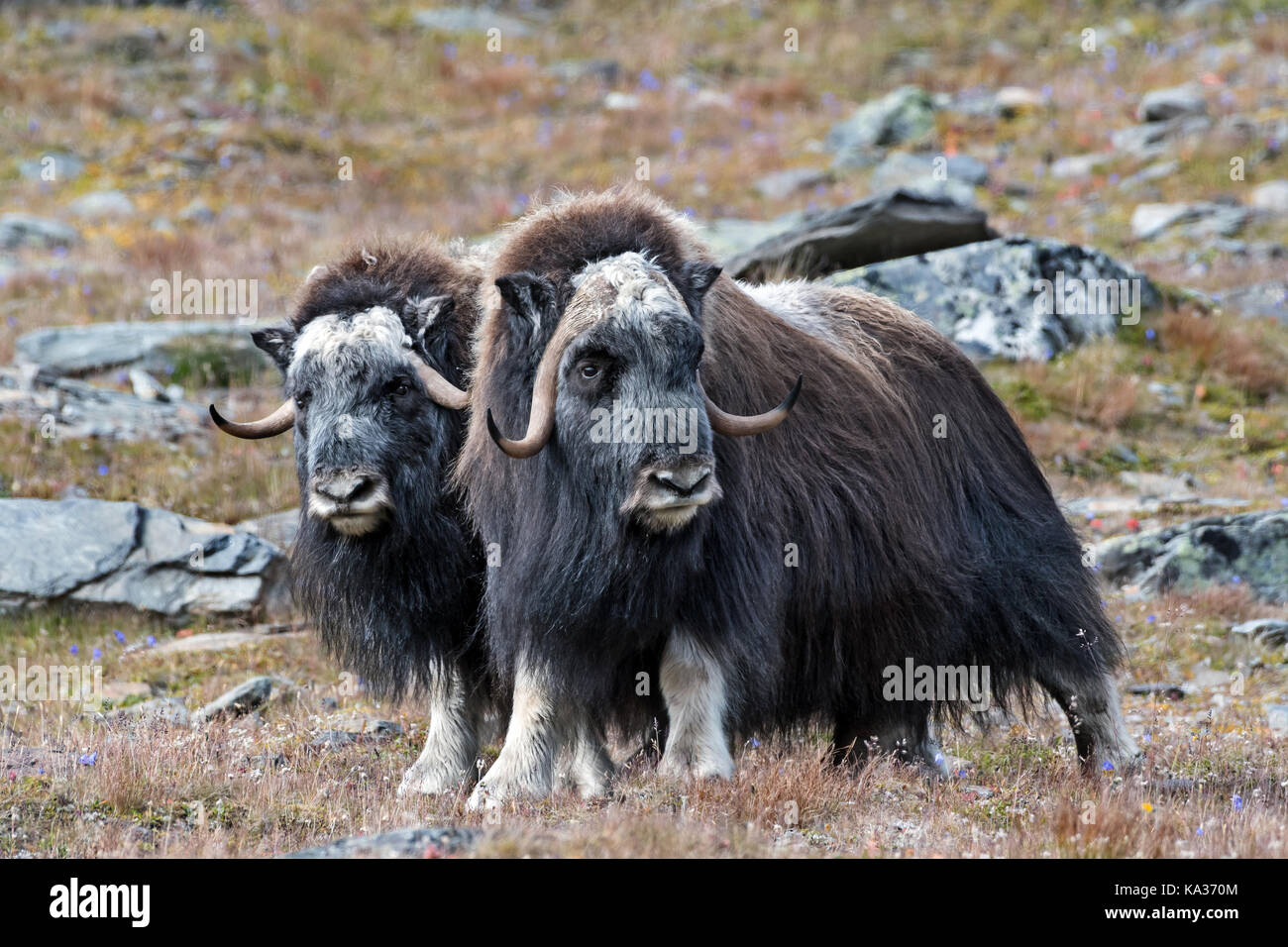 Ovibos moschatus, Muskoxen Stock Photo - Alamy
