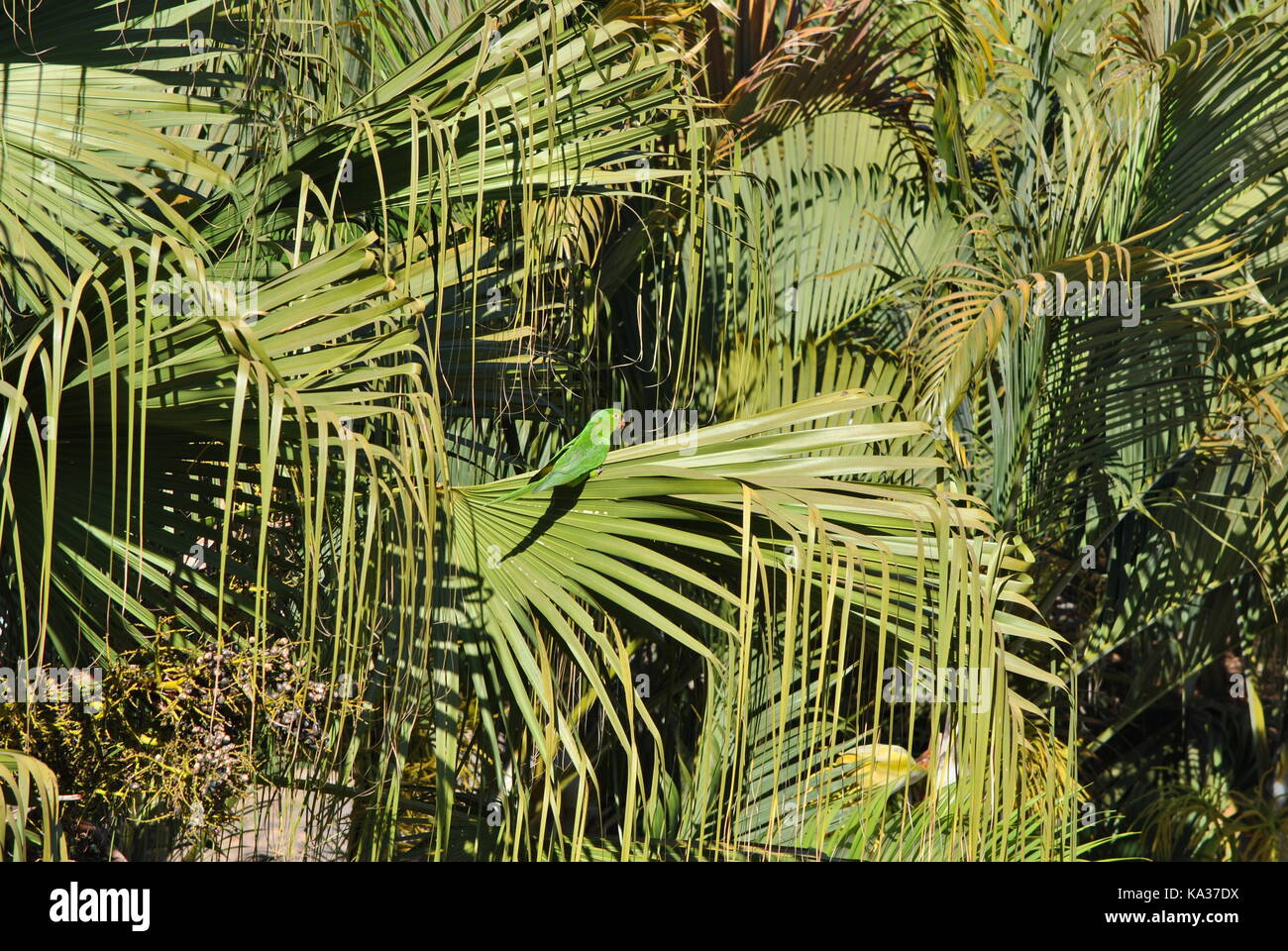 Parrot sweet hi-res stock photography and images - Alamy