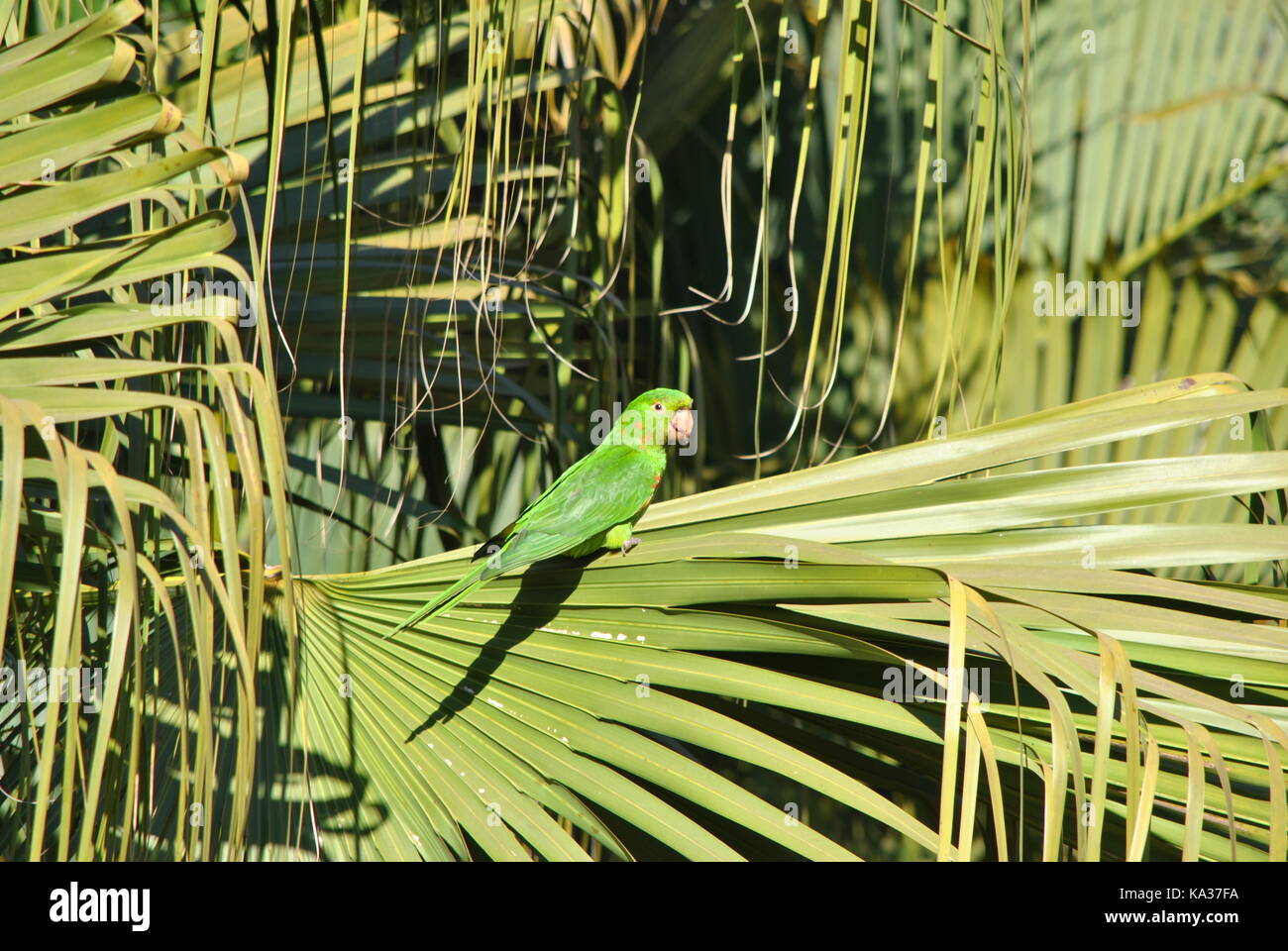Nice parrot hi-res stock photography and images - Alamy