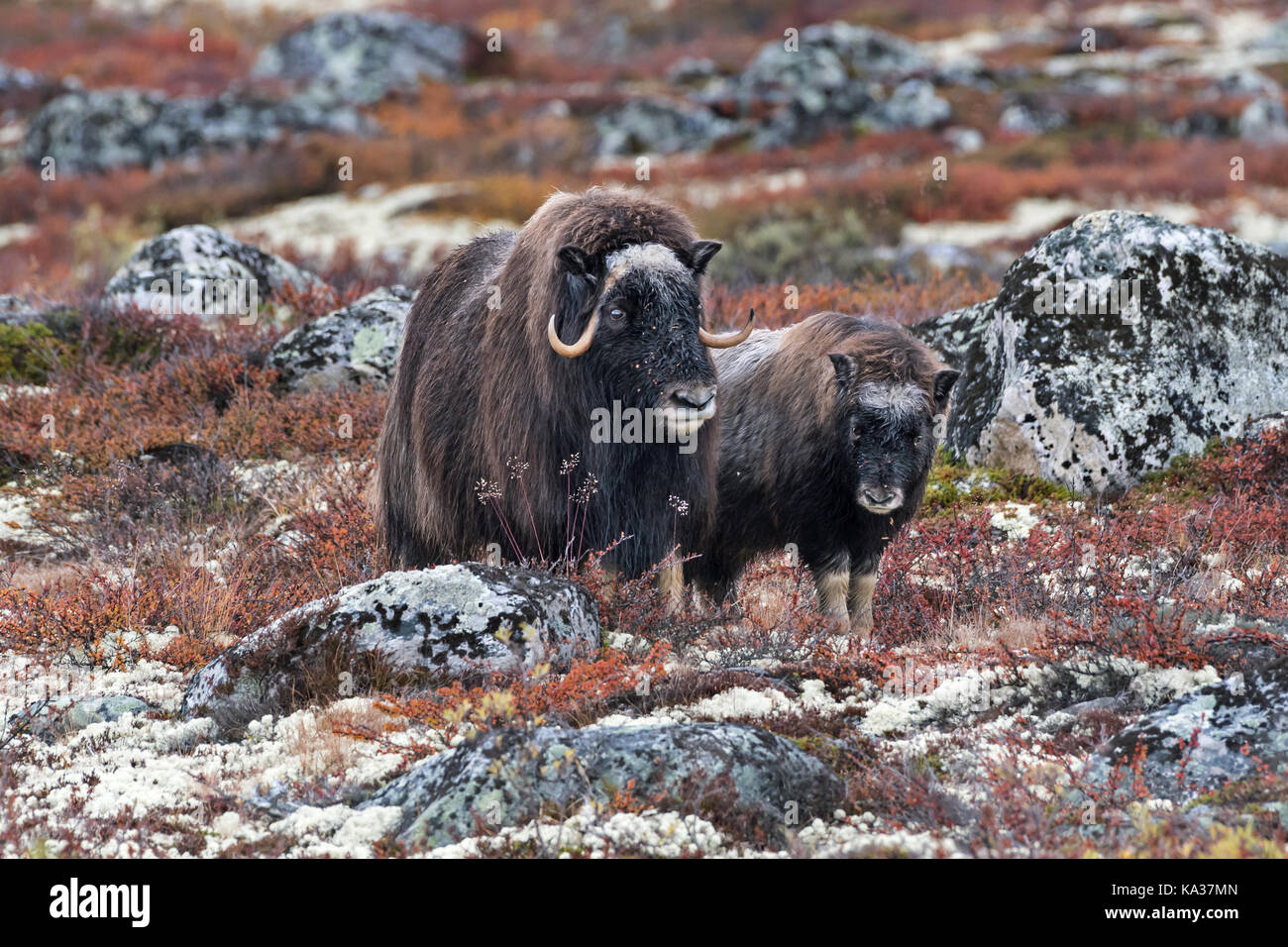 Ovibos moschatus, Muskoxen Stock Photo - Alamy