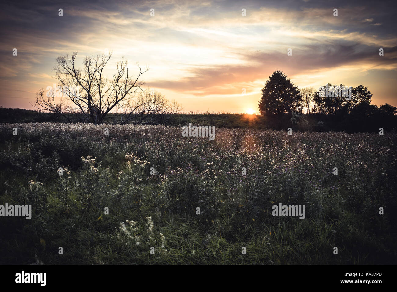 Rustic countryside landscape during sunrise at summer meadow with ...