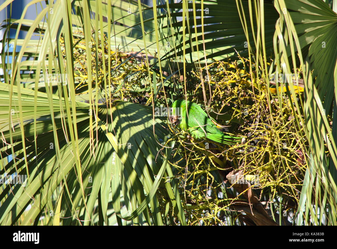 Maritaca bird hi-res stock photography and images - Alamy