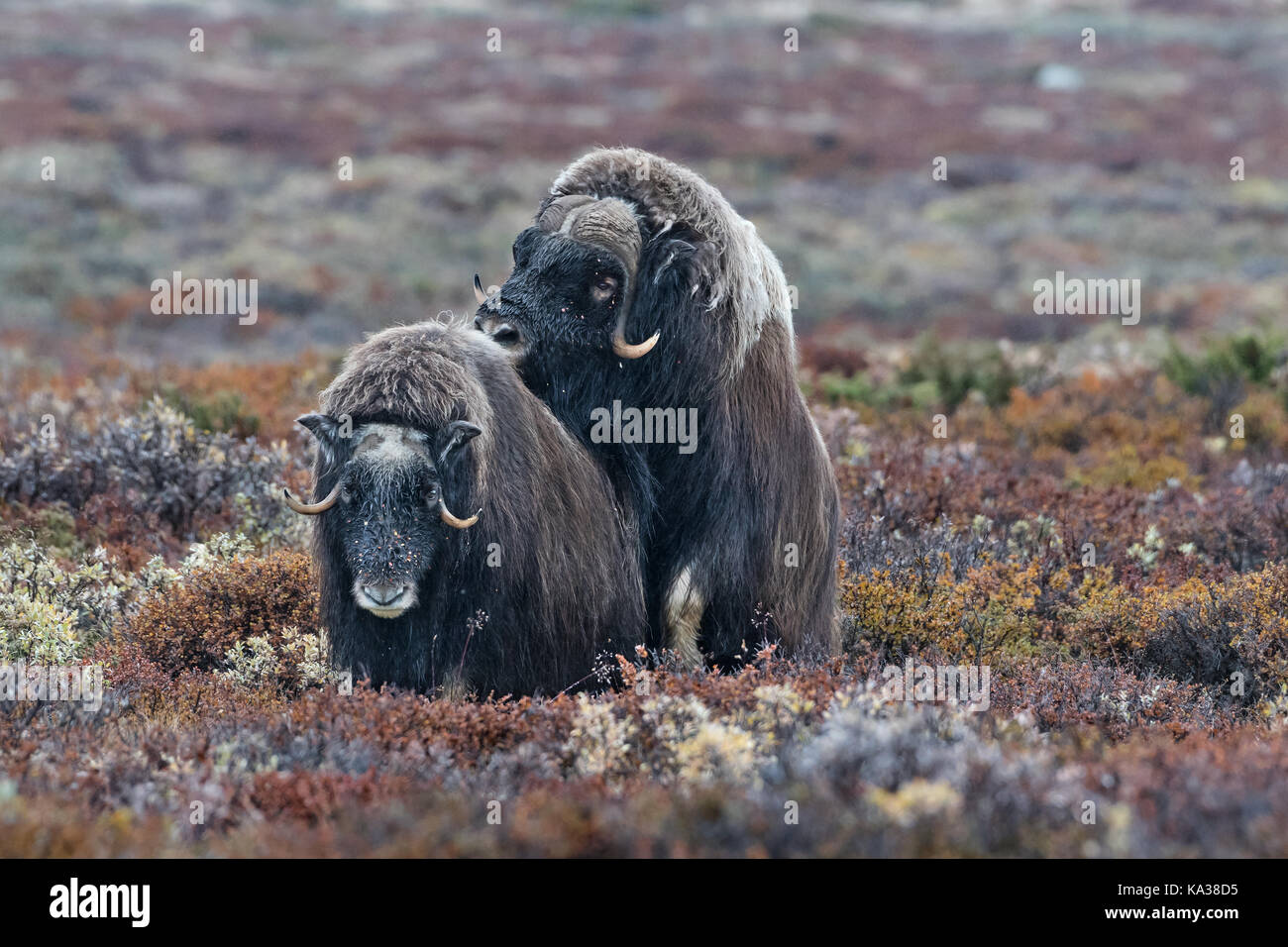 Muskoxen High Resolution Stock Photography and Images - Alamy