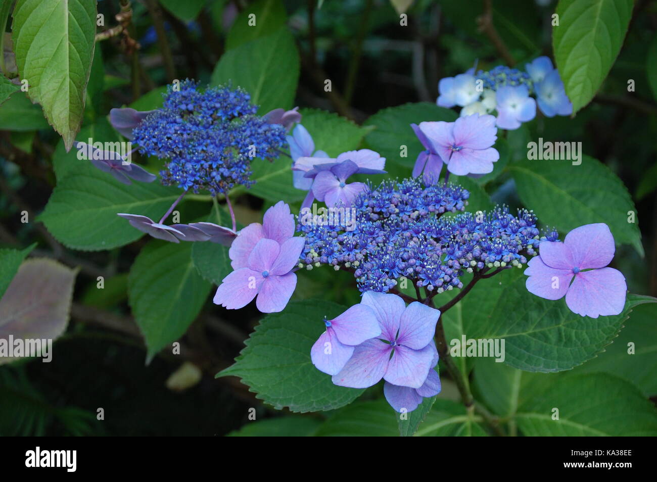 Lace cap hydrangea hi-res stock photography and images - Alamy