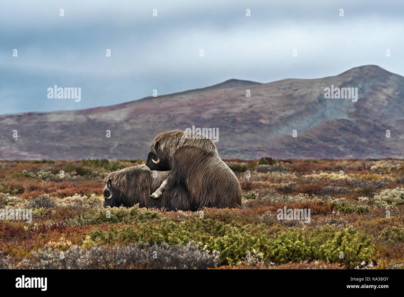 Ovibos moschatus, Muskoxen Stock Photo - Alamy