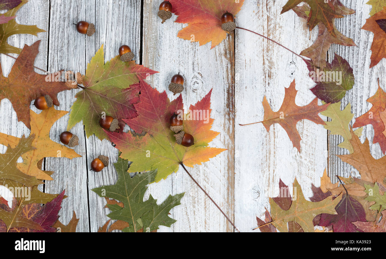 Fading fall foliage and acorns on rustic white wood Stock Photo - Alamy