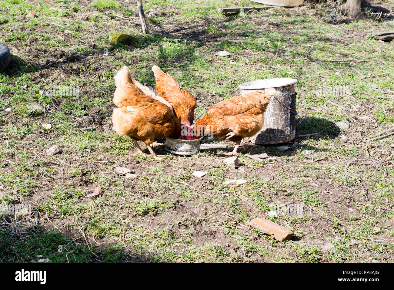 Hens feed on the traditional rural barnyard at sunny day. Close up of ...
