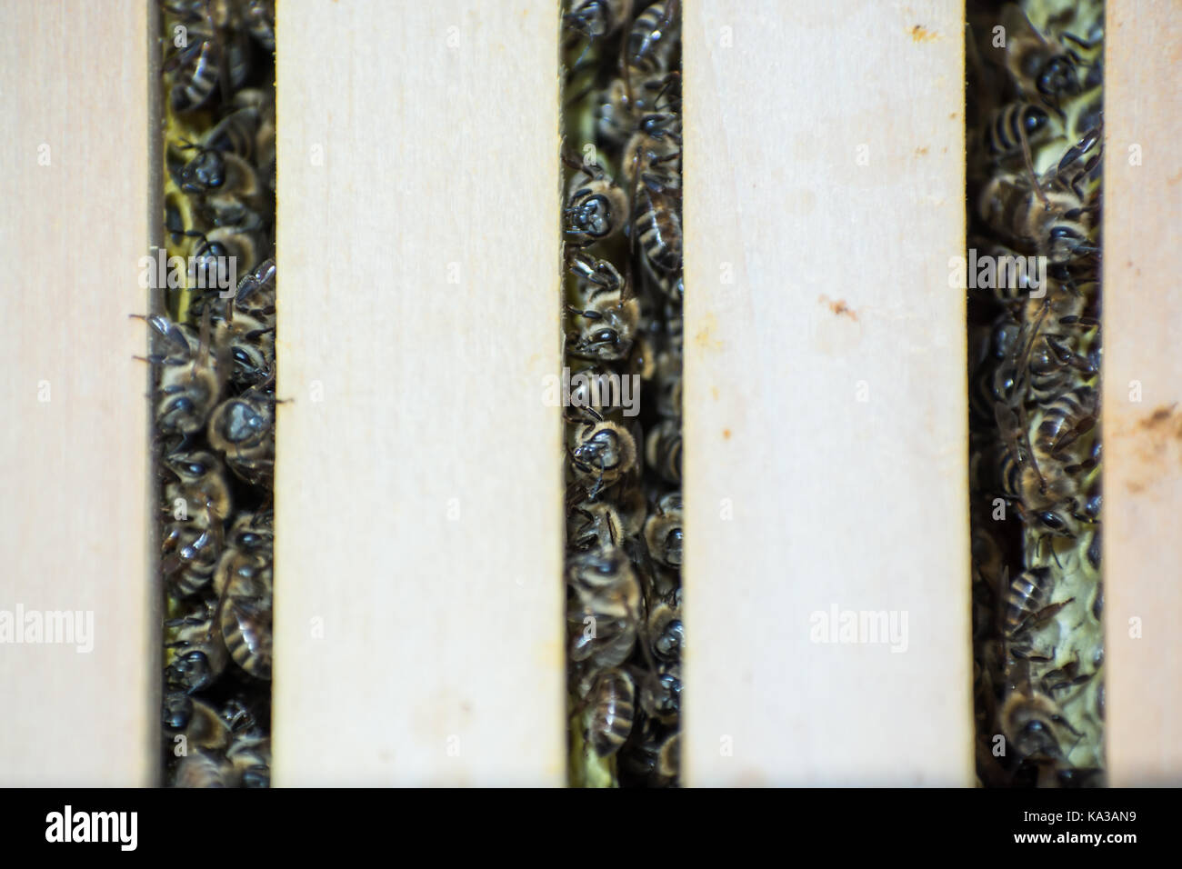 Bee frames in Bee hive with bees on them collecting nectar Stock Photo ...