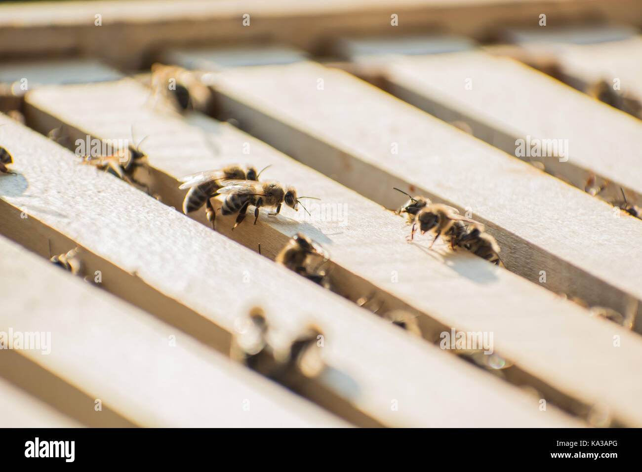 Bee frames in Bee hive with bees on them collecting nectar Stock Photo ...