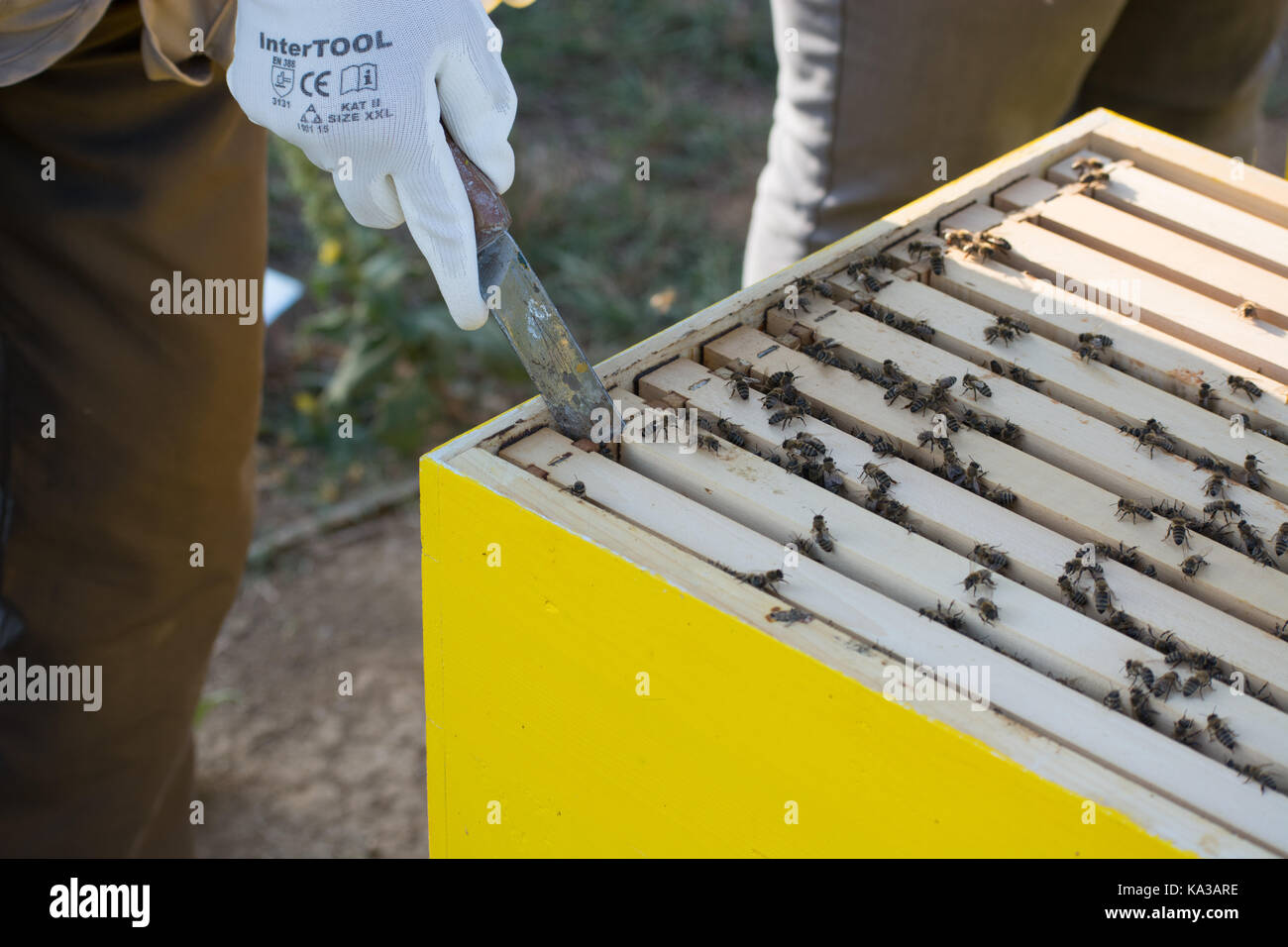 Bee frames in Bee hive with bees on them collecting nectar Stock Photo ...