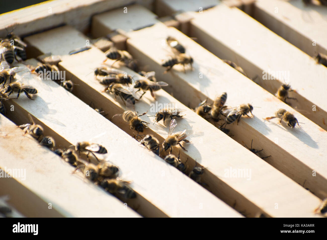 Bee frames in Bee hive with bees on them collecting nectar Stock Photo ...